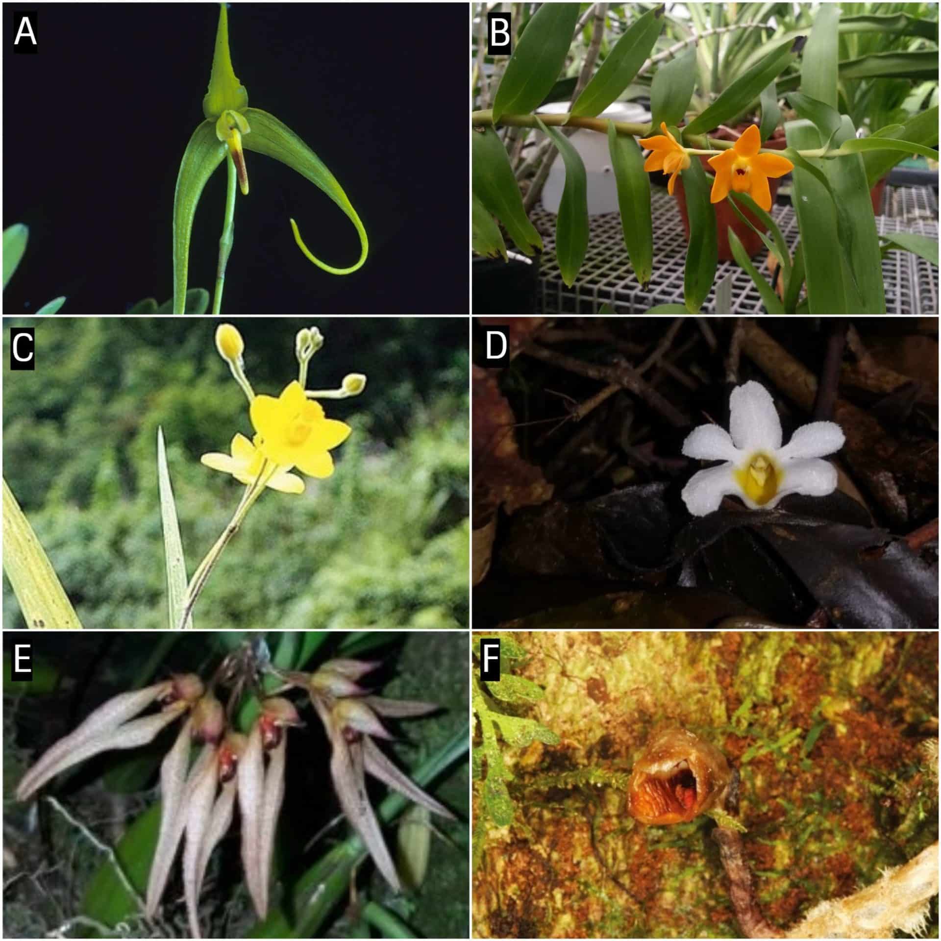 New Species Discovered in 2020 - The Top 20 Species Of 2020