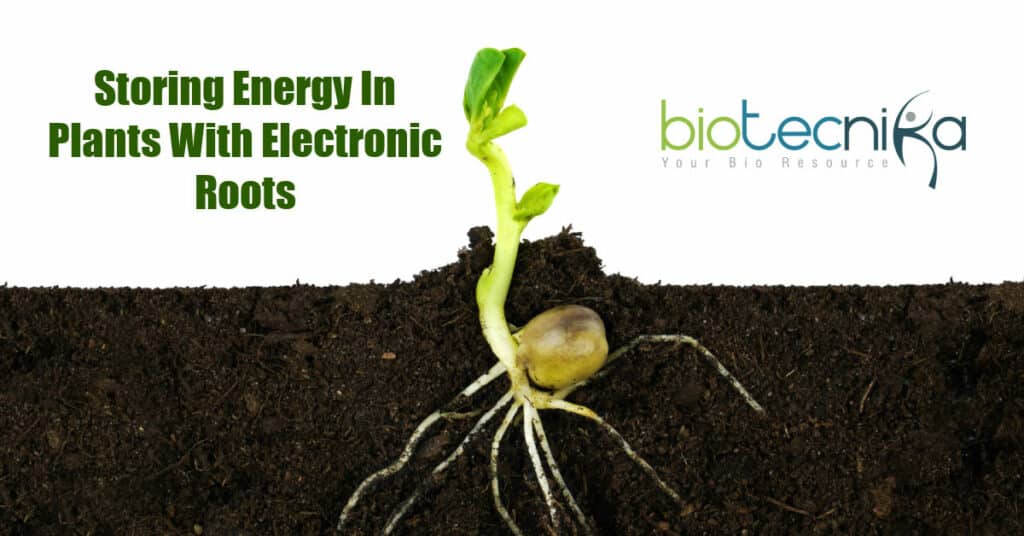 Plants With Electronic Roots Serves As Energy Storage