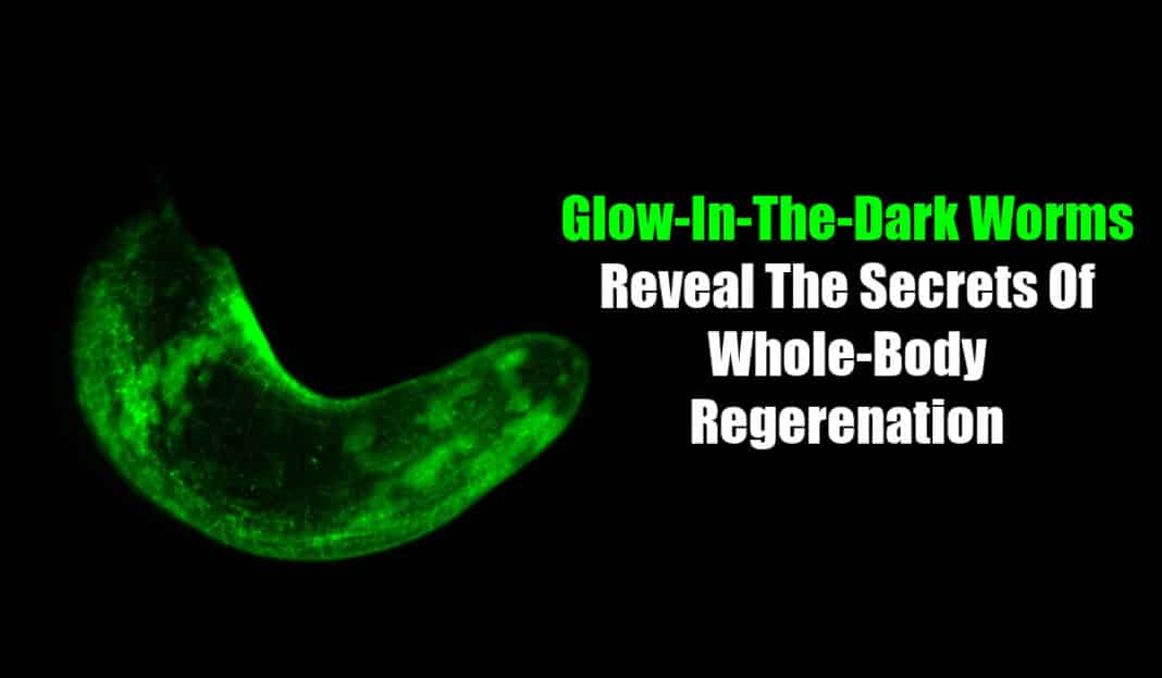 Glow In The Dark Worms Unveils The Secrets Of Regeneration