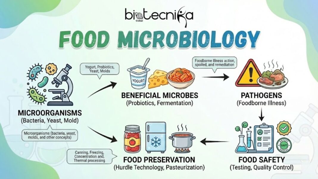Food Microbiology in the US: Scope, Careers & Research