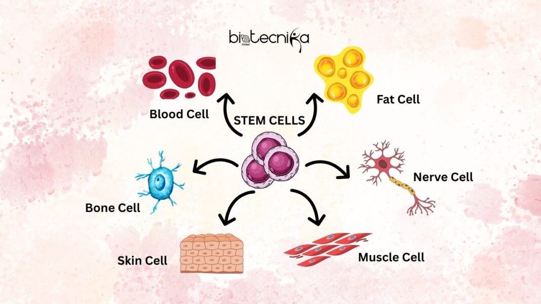 What are Stem Cells: Types, Functions & Regenerative Uses
